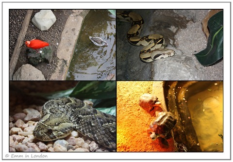 Emerald Resort: Animal World | Emm in London